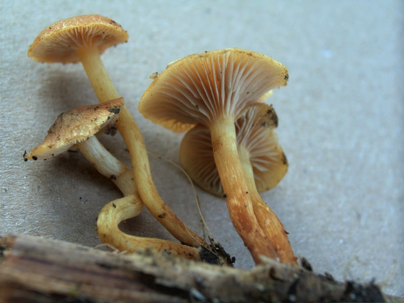 Pilze-Pholiota, pityrodes, Schilf -Schüppling, Hohenwarthe, Schilf, abgestorbener Schilfstengel